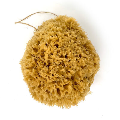 14-17CM Extra Large Natural Sponges from the Ocean - Unbleached Real ...