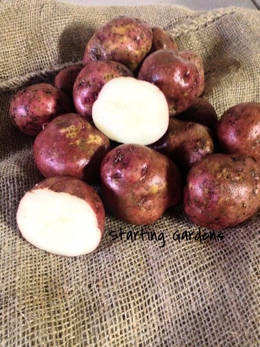 Red Pontiac Seed Potato, (5 lbs.), A Favorite Red Potato, Certified ...
