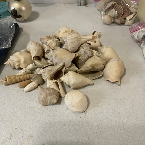 Huge 2 pound Lot Small To Medium Shells | eBay