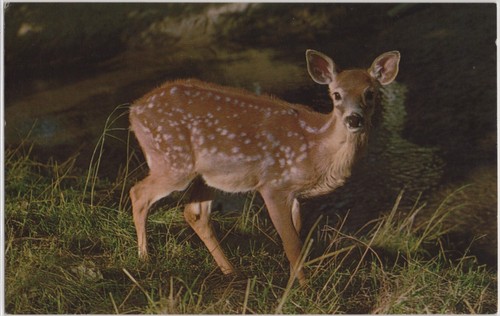 Surprised Spotted Fawn, Deer, Vintage Postcard. Berkeley. A4 | eBay