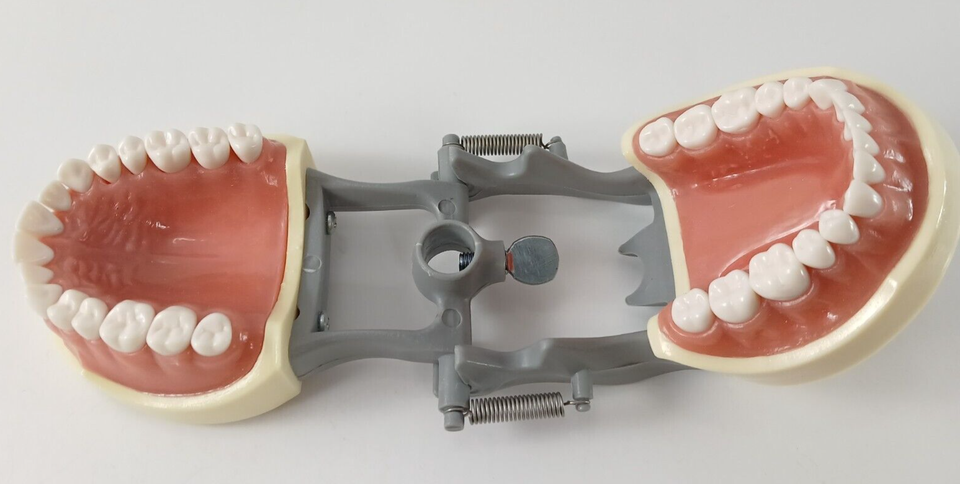 Typodont OM-200G Dental Anatomy Model With Removeable Teeth NEW | eBay