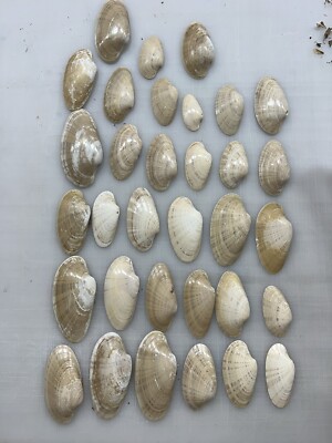 33 SUNRAY VENUS CLAM SHELL MACROCALLISTA NIMBOSA / Seashells / Bulk ...