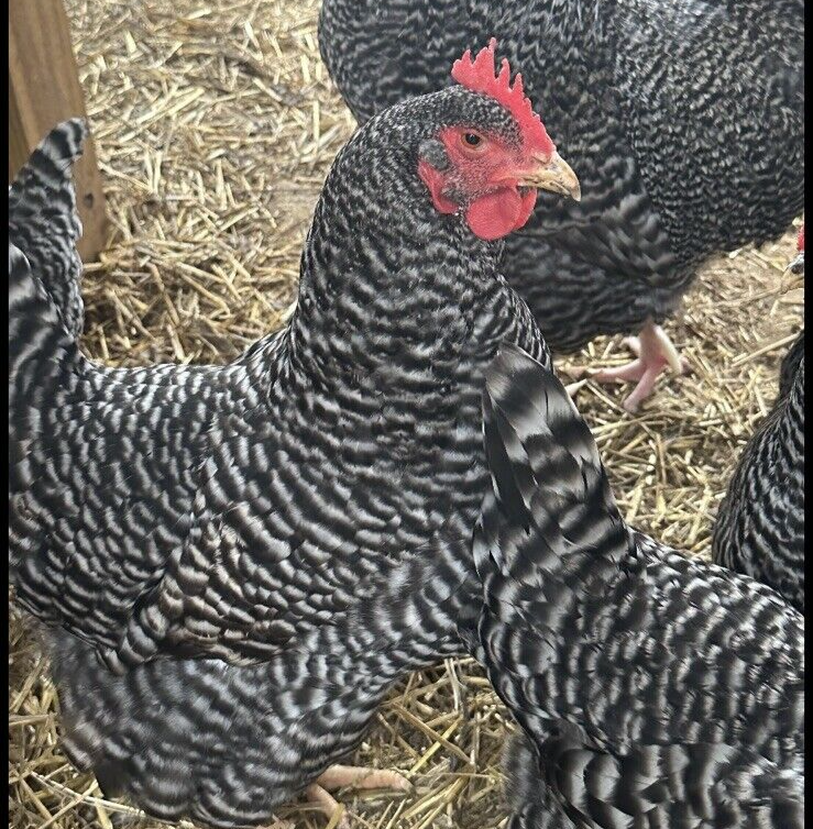 Plymouth Barred Rock Hatching 🐣 Eggs 12 NPIP Certified and AI Clean | eBay