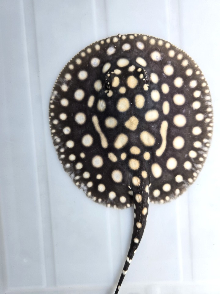 Black Diamond SWC Stingray 6-6.5" (Female) | eBay