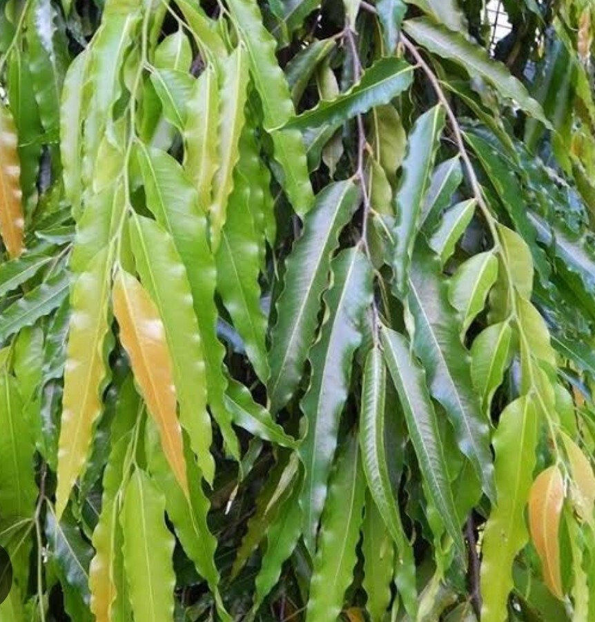 Ashoka Tree Leaves