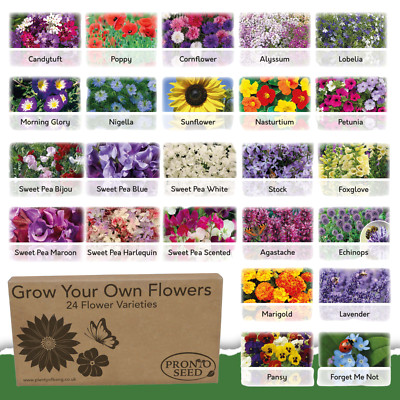 Flower Seeds UK | 24 Varieties | 3100 Seeds | Gardening Gifts Women ...