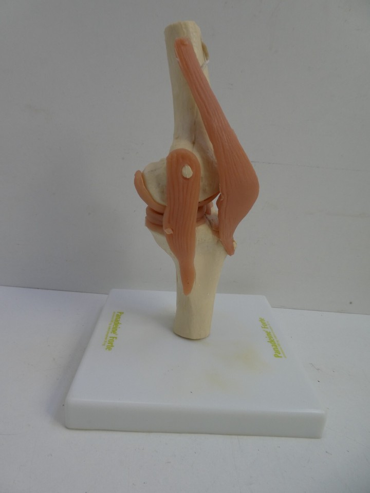 VINTAGE SCIENCE ANATOMICAL BONE JOINT MODEL PANADEINE LABORATORY ...