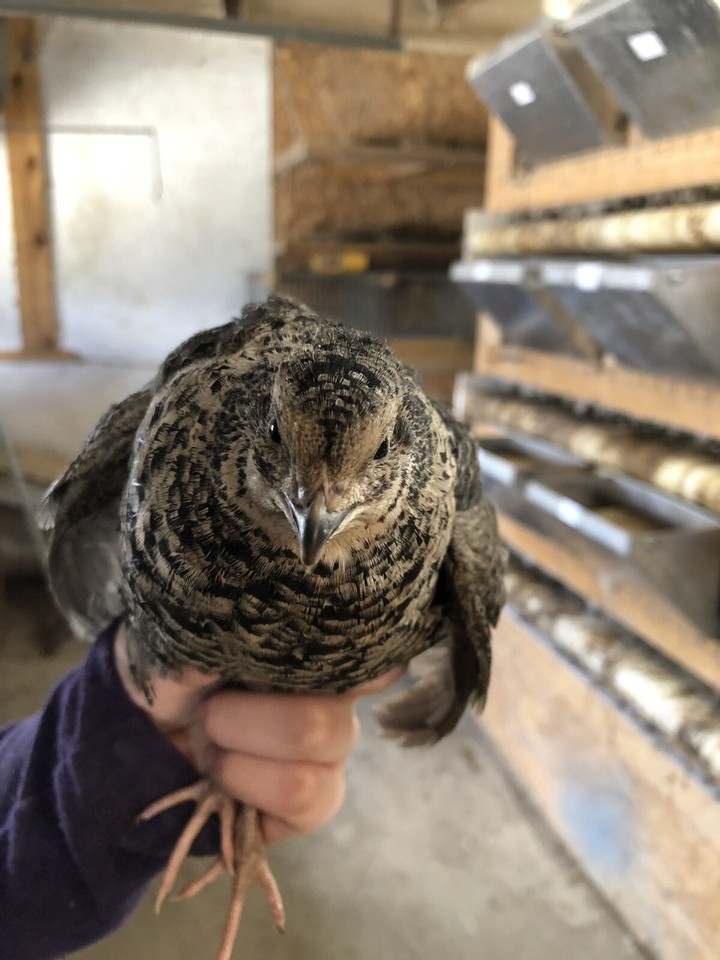 50+ RARE GRAU FEE Coturnix Quail Hatching Eggs By Myshire! THE NEWEST ...