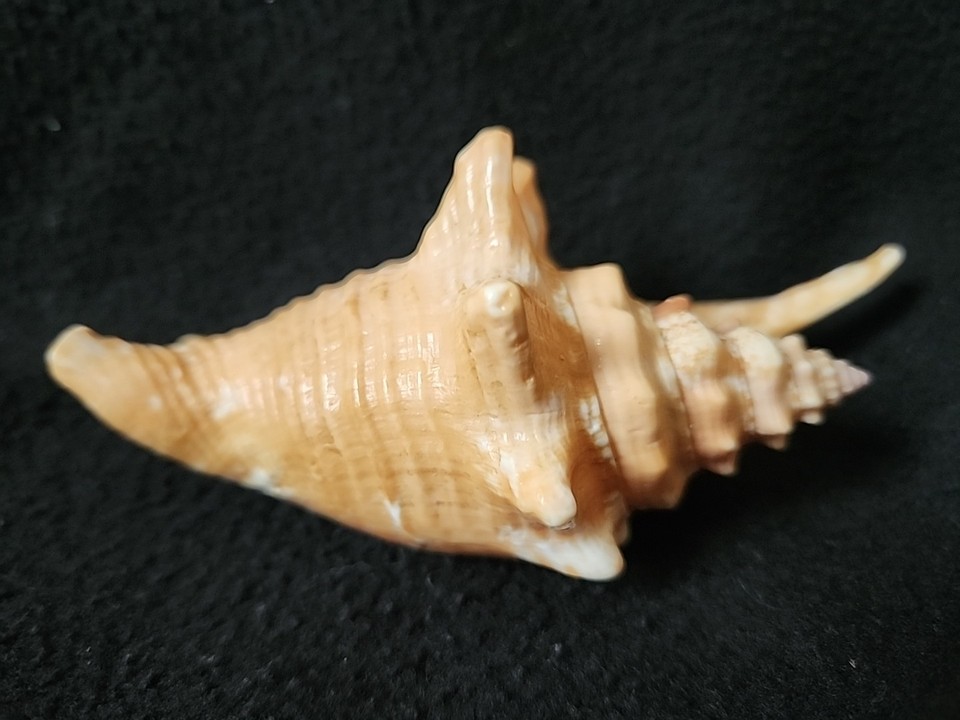 STROMBUS GALLUS seashell PUERTO RICO 121mm - LIVE TAKEN! | eBay