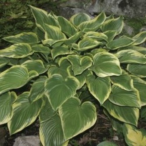 hosta VICTORY potted plant --- Visit our ebay store for 100's more big ...