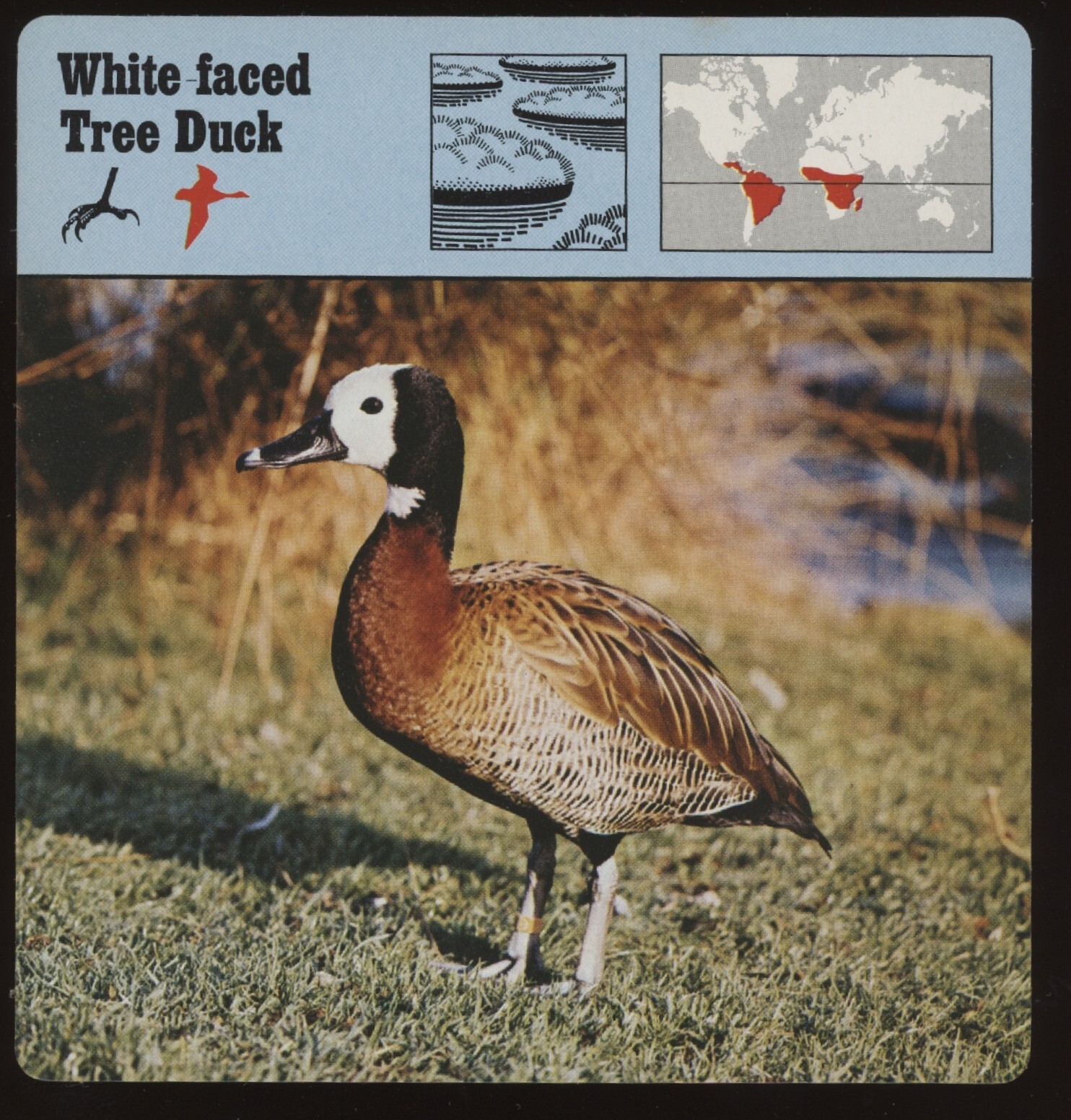 White Faced Tree Duck Safari Cards Rencontre Birds | eBay