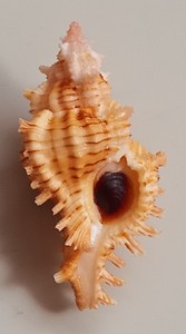 wenrab_shell | eBay Stores