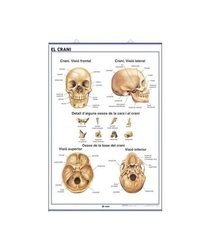 Sistema Esquelètic/ el Crani: Láminas de Anatomía de Secundaria, Edigol ...