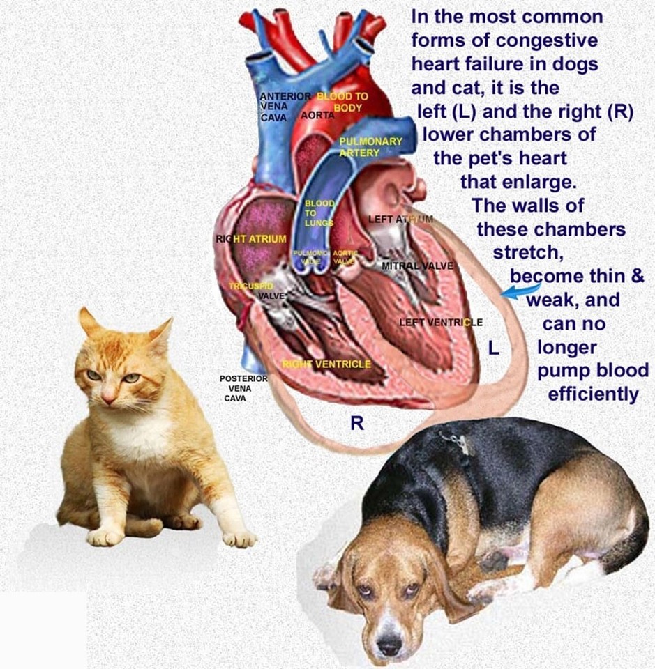 HEART CARE FOR PETS - Congestive Heart Failure in BLOOD CIRCULATION ...