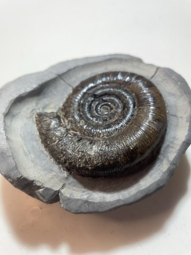 Dactylioceras tenuicostatum Whitby Yorkshire Coast Ammonite.A208 | eBay