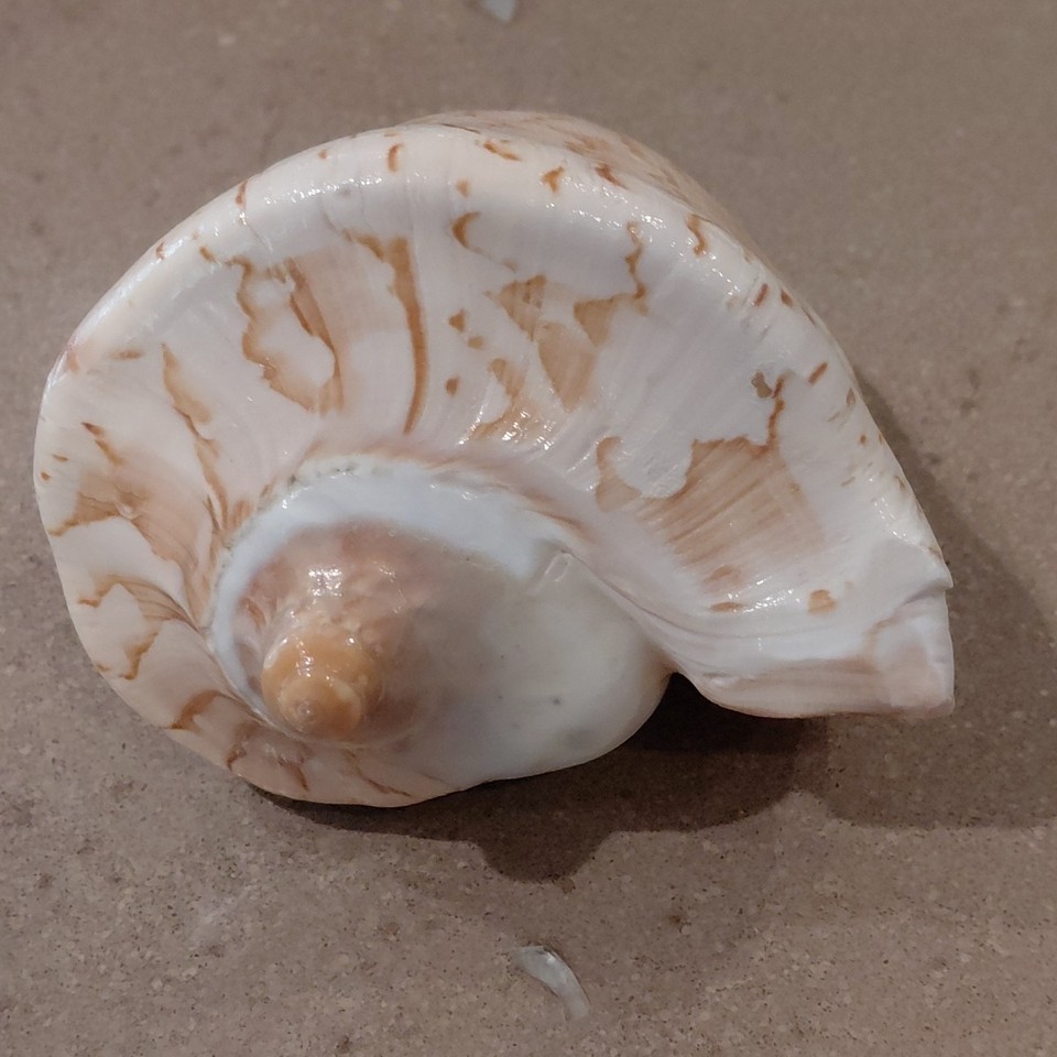 Approx. 134 mm 5.25" Gorgeous CYMBIOLA NOBILIS Shell. Heavy | eBay