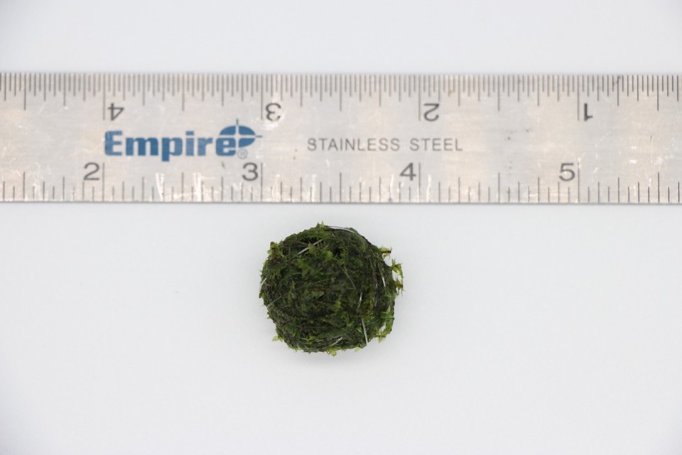 Sinking Java Moss Balls Live Aquarium Paludarium Plant Decoration | eBay