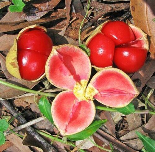 RARE-SMALL LEAF TAMARIND PLANT-NATIVE BUSHTUCKER SPICE-GARDEN FRUIT ...