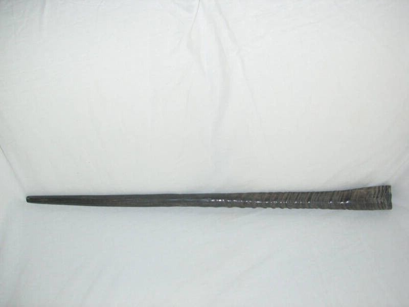 Shofar Gemsbok Horn Oryx Size 24" (60cm) Music New From Israel Free ...