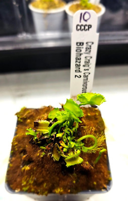 Dionaea Venus Flytraps "Biohazard 2" Carnivorous Plant #10 | eBay