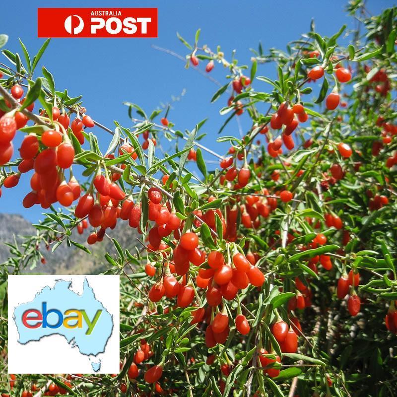 100 X GOJI BERRIES - WOLFBERRIES - BONSAI / TREE SEEDS | eBay