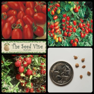 50+ TOMATO CHERRY ROMA SEEDS ORGANIC (Solanum lycopersicum) Heirloom ...
