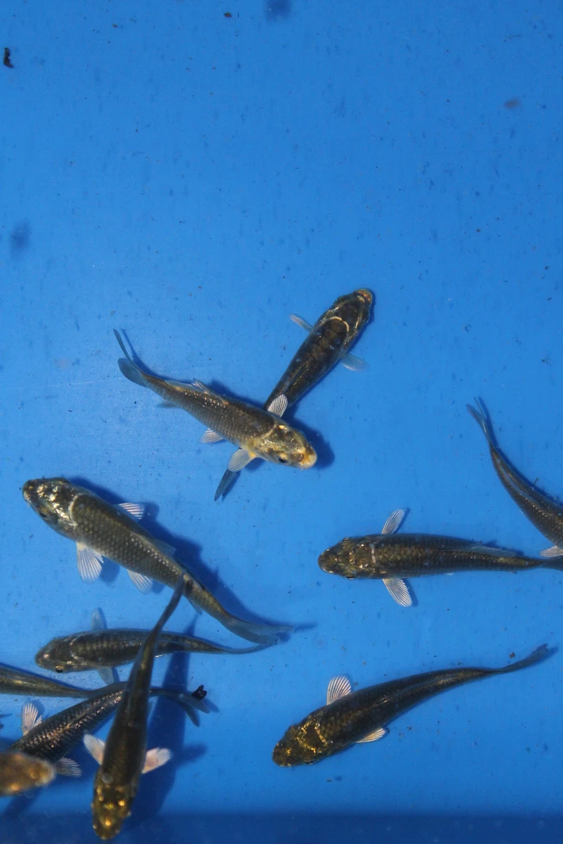 Blue Koi Fish Ghost Pictures