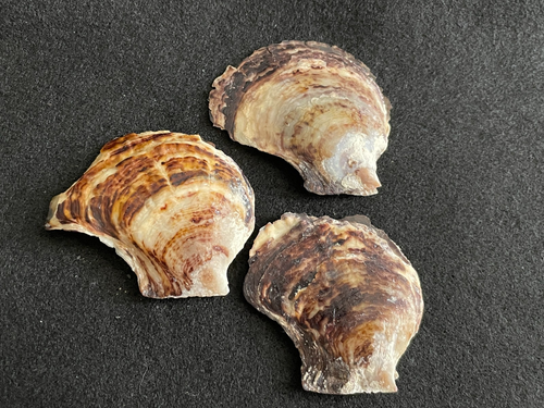 3 Isognomon alatus Gmelin 47 mm - 52 mm Florida, USA | eBay