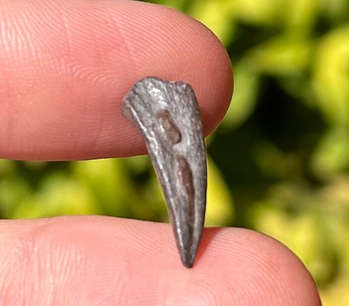 Small Theropod Dinosaur Claw Fossil from Niger Dino Bones Eocarcharia ...