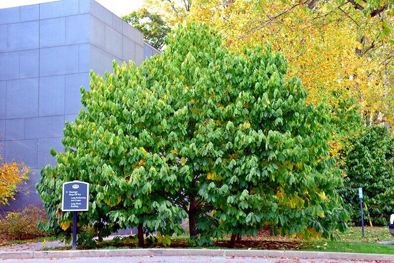 STRATIFIED PAW PAW FRUIT TREE SEEDS (Asimina Triloba) INDIAN BANANA ...
