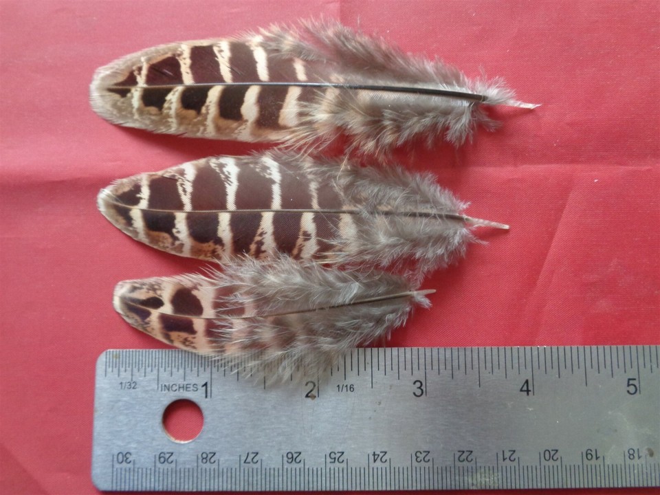 100 Hen Pheasant Wing Hackle Feathers 2" - 4" - Crafting feathers | eBay UK