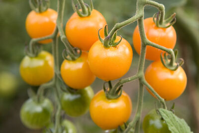 100 TOMATO SUN SUGAR VEGETABLE Live Plants Plugs Garden DIY Planters ...