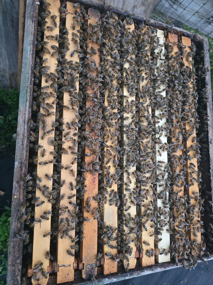 LIVE ITALIAN Queen Bee Mated, Grafted VSH STRAIN (PREORDER, READ ...