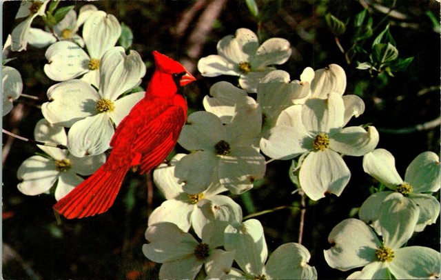 north-carolina-state-bird-cardinal-flower-dogwood-nc-postcard-used