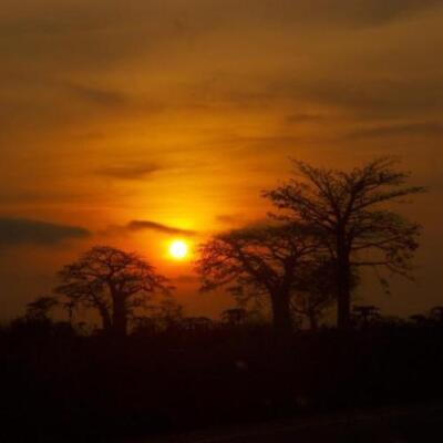 AFRICAN MUSK Fragrance Oil to craft Candles Soaps Lotions Bath products ...