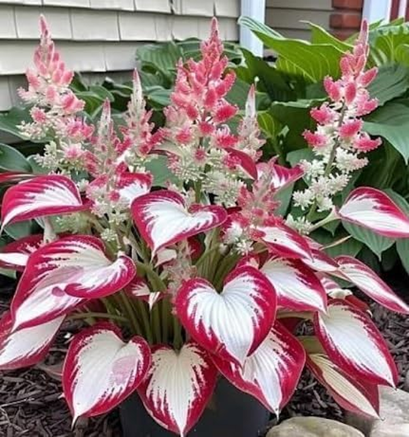 200+ Fire and Ice Hosta Plant Seeds Red and White Variegated Leaves ...