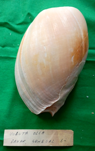 Voluta olla (Cymbium olla) #M0391 Senegal 120mm | eBay