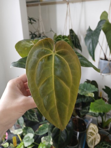 Anthurium papillilaminum Wu9 x carla blackiae Wu2 P Wuhoo Tropicals | eBay