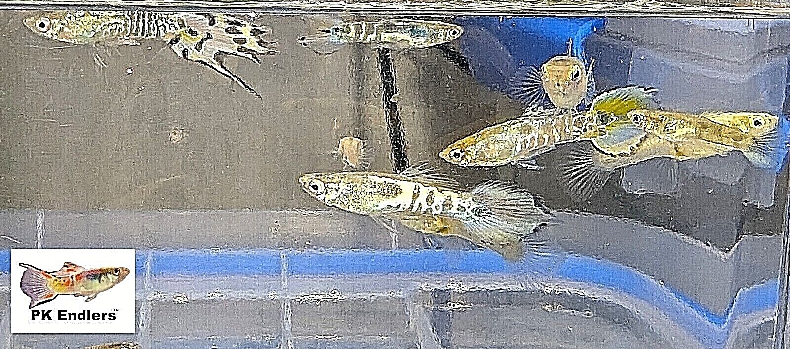 PK Endlers YELLOW PASTEL WILDCAT ENDLERS - CHOOSE OPTIONS | eBay