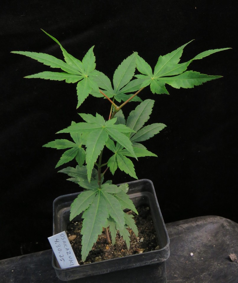 Seed-Grown Acer Palmatum 'Osakazuki' Green Japanese Maple Tree 2025 ...