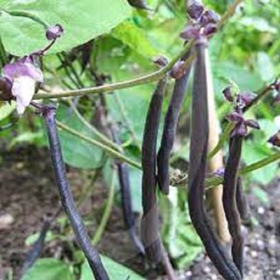 PURPLE QUEEN BEAN SEEDS Heirloom Vegetable Seeds Purple Dwarf Bush Bean ...