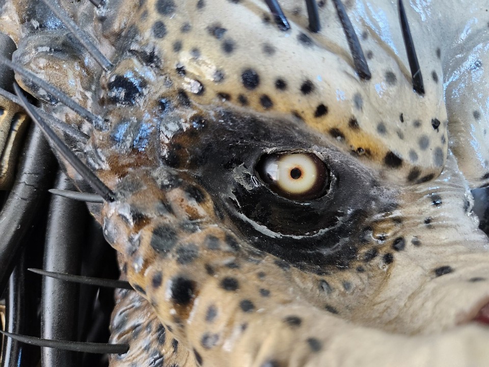 Scott Marshall Lifesize 1:1 Jungle Hunter Predator Statue Head READ ...