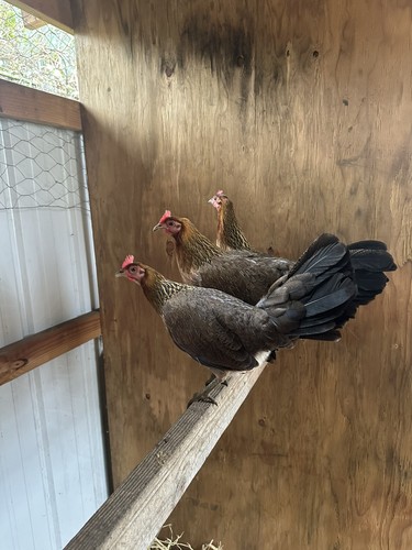 Blue Face Hatch Gamefowl Hatching Eggs, Chicken Hatching Eggs. 8 Eggs ...