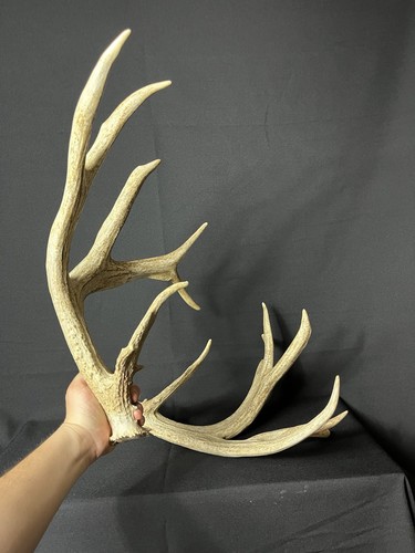 212” Whitetail Antler Shed Matching Set Incredible Mass, Beams-24” G2s ...