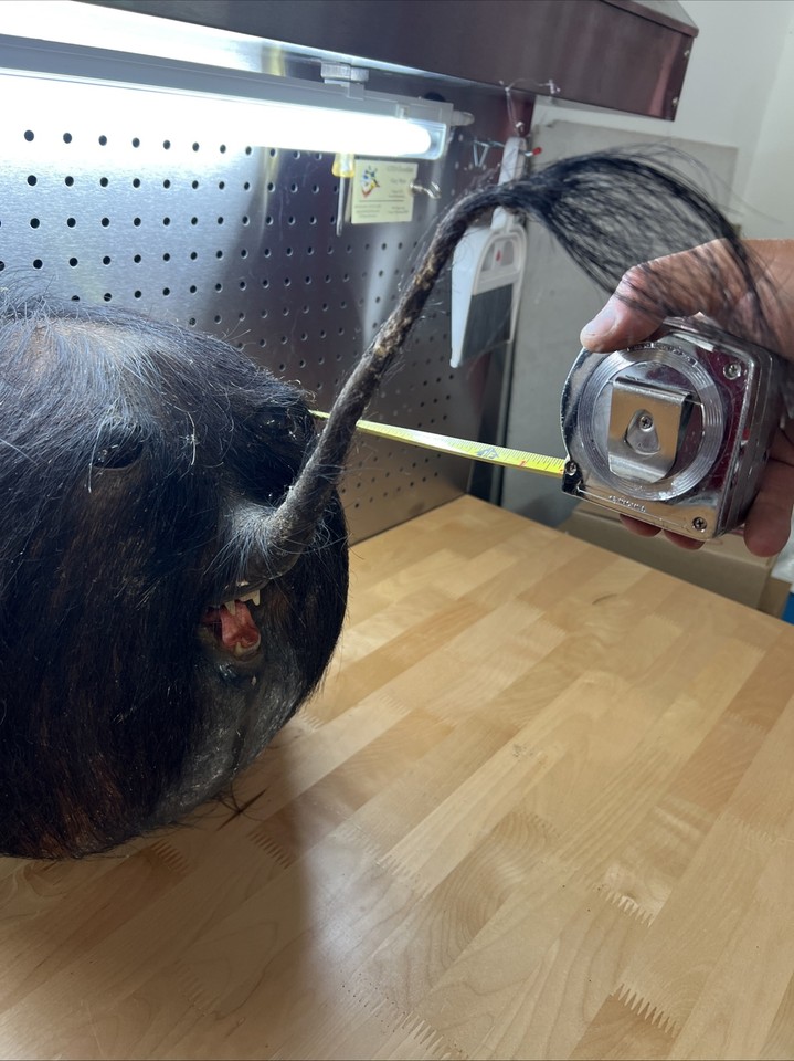 ONE OF A KIND !!!! Cryptid, Horror, Oddity Curiosity, Weird, Creepy ...