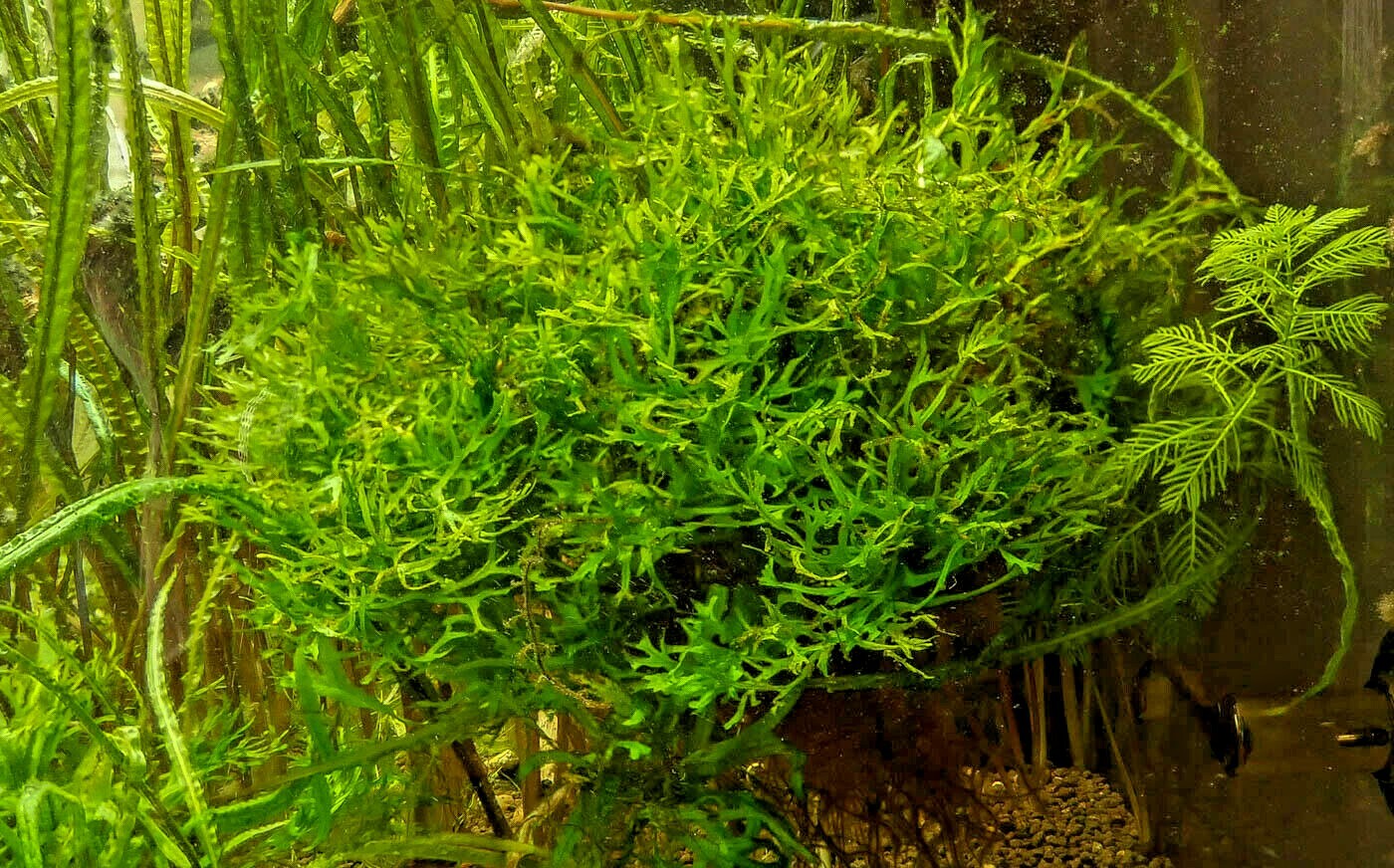 Lace Java Fern Microsorum Windelov Live Aquarium Plants BUY 2 GET 1 ...