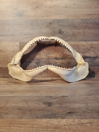 14" LARGE Bull Shark Jaw with Teeth Intact 6 ROWS of Teeth. WoW. | eBay