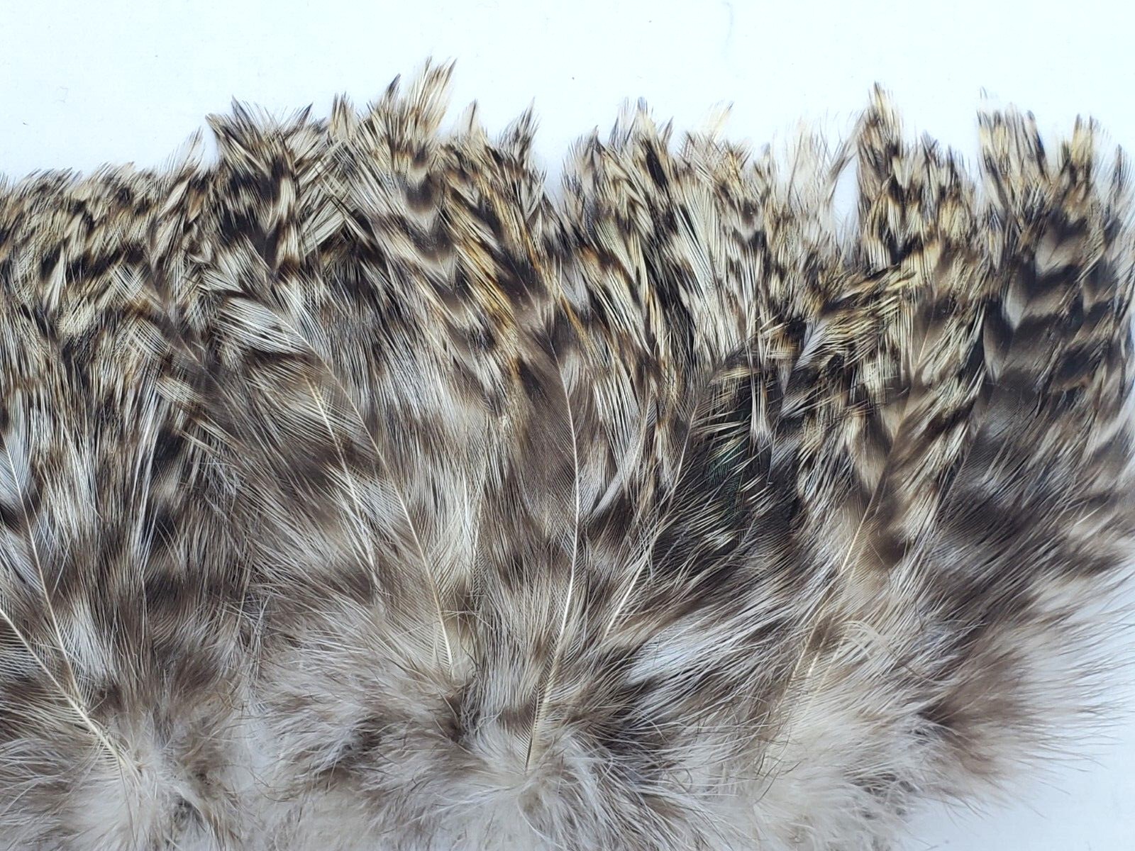 NATURAL GRIZZLY VARIANT NECK HACKLE FEATHERS FLY JIG TYING MATERIAL 3-4 ...