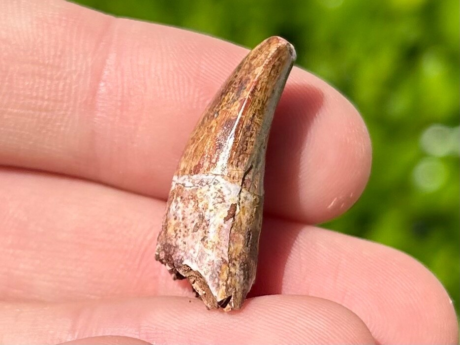ROOTED Fossil Phytosaur Tooth Redondasaurus Triassic Dinosaur Tooth New ...