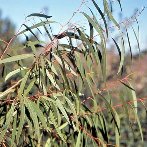 Eucalyptus Rodwayi - Swamp Peppermint tree 80-100cm | eBay UK